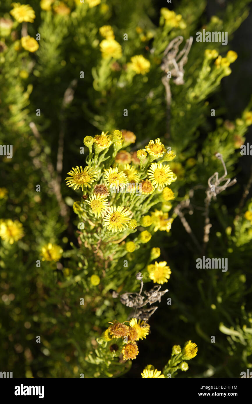 Shoreline plants uk hi-res stock photography and images - Alamy