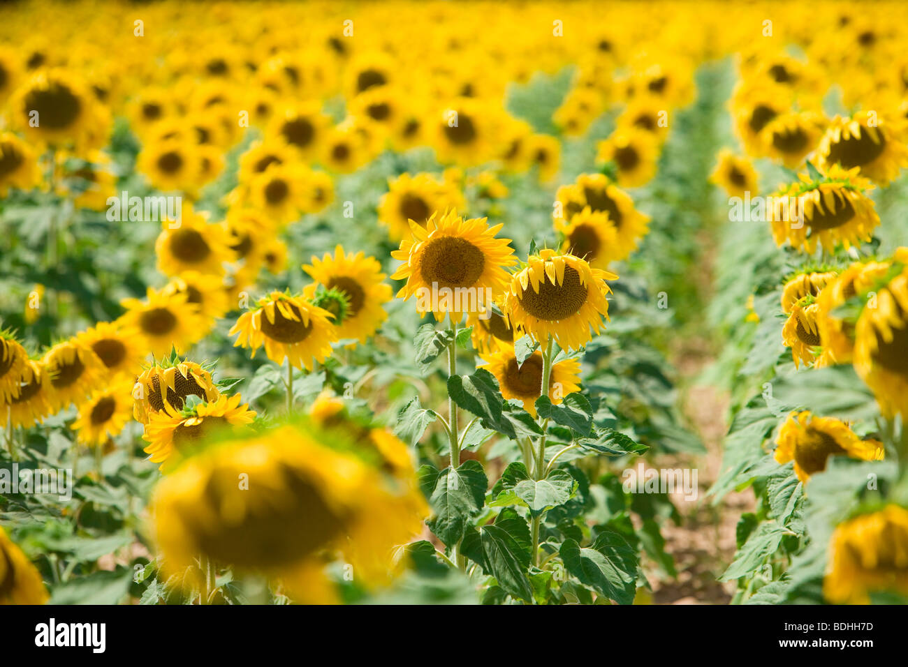 Sunflower field under a hot sun in the Gard region, Provence, France 14 ...