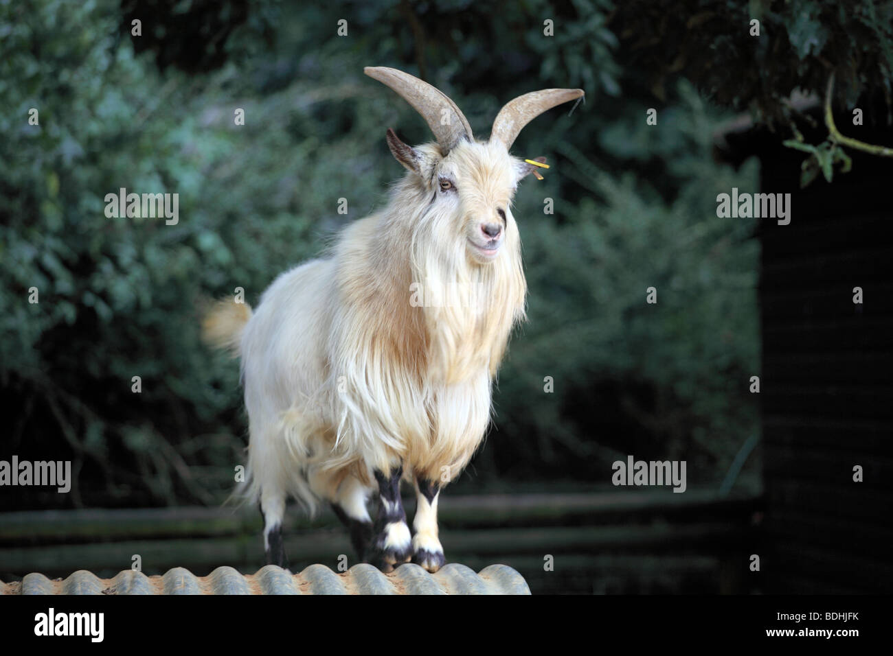 African pygmy goats hi-res stock photography and images - Alamy