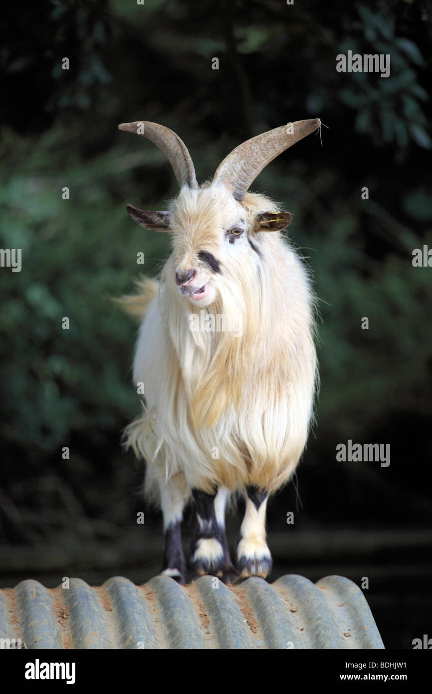 African pygmy goat Stock Photo - Alamy