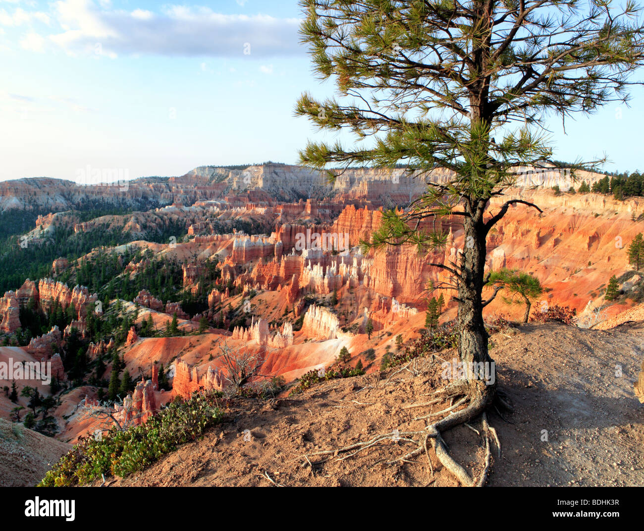 Tree roots bryce canyon hi-res stock photography and images - Alamy