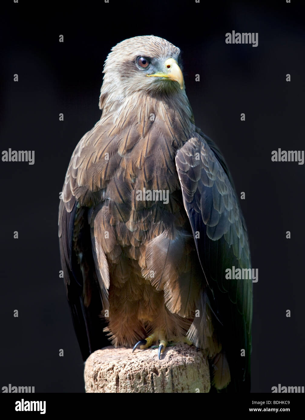 Yellow Billed Kite (milvus aegyptius Stock Photo - Alamy