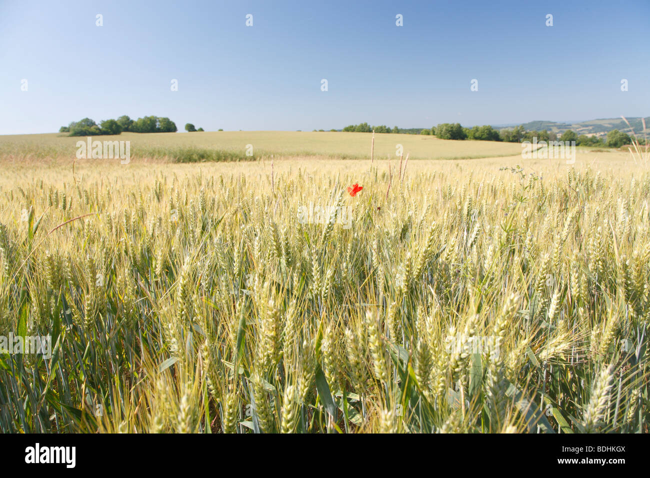 Wheat fields france hi-res stock photography and images - Alamy