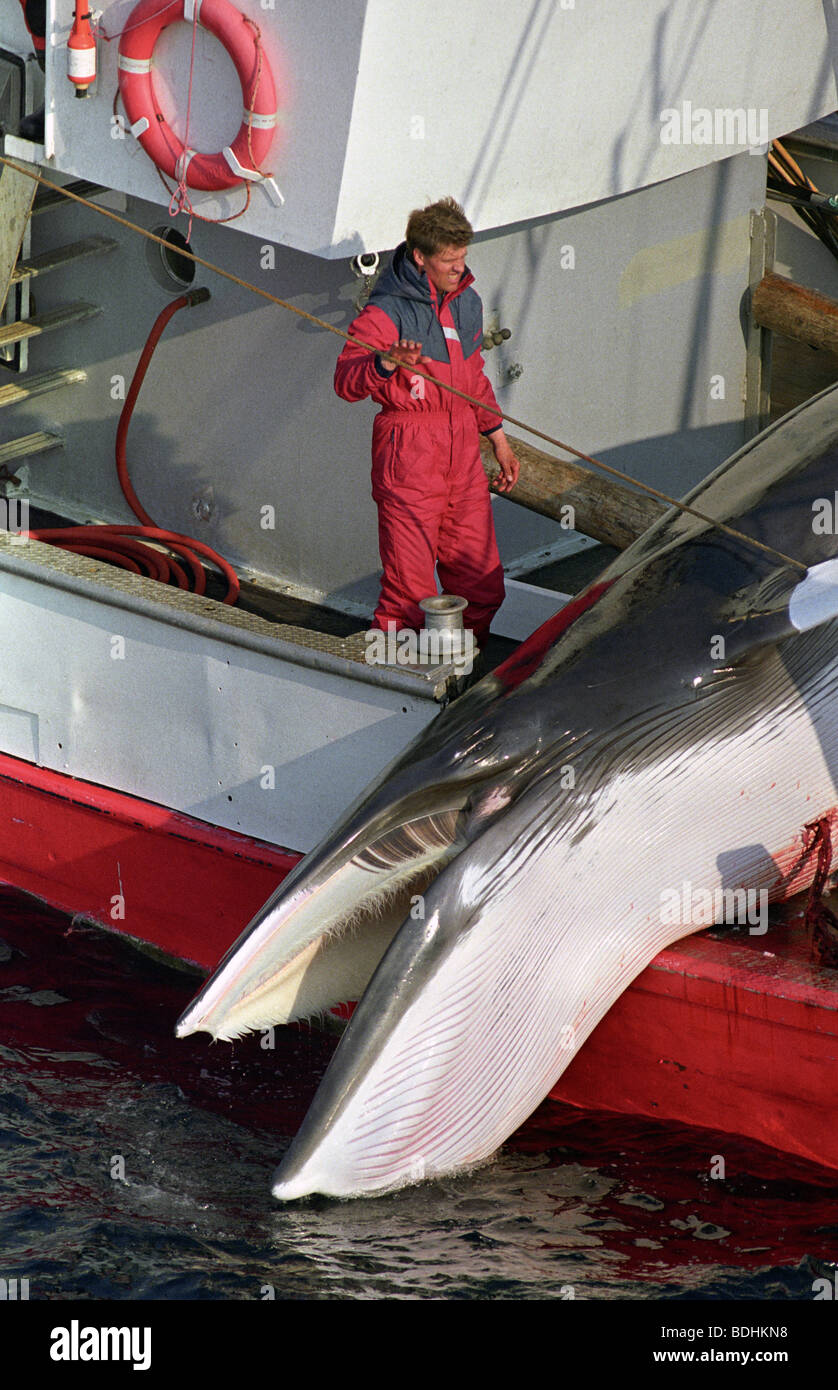 Harpooned minke whale being hauled on board Norwegian whaler SENET in ...