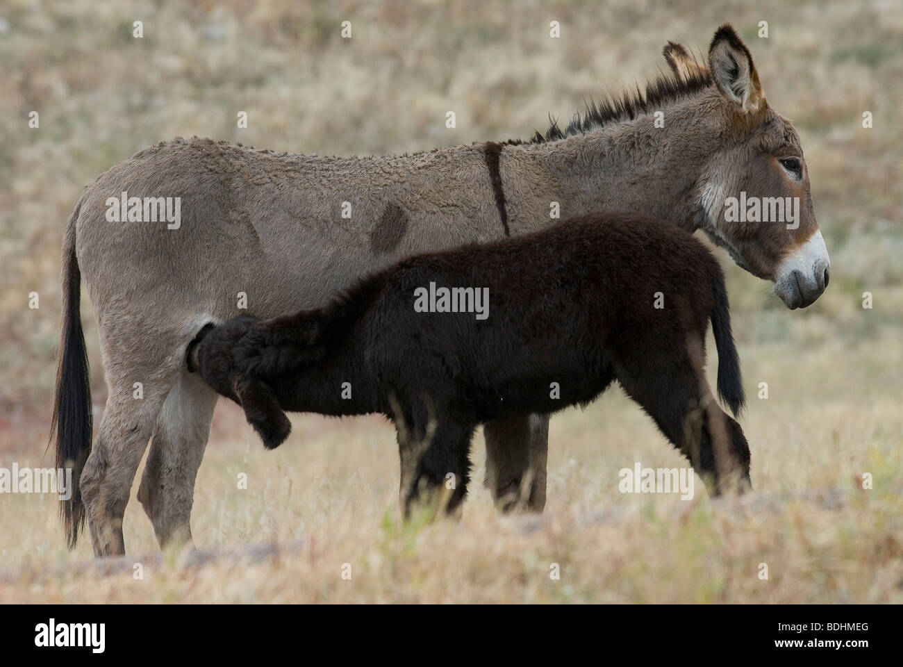 Wild Burro Equus asinus nursing foal, Custer State Park,SD USA, by ...