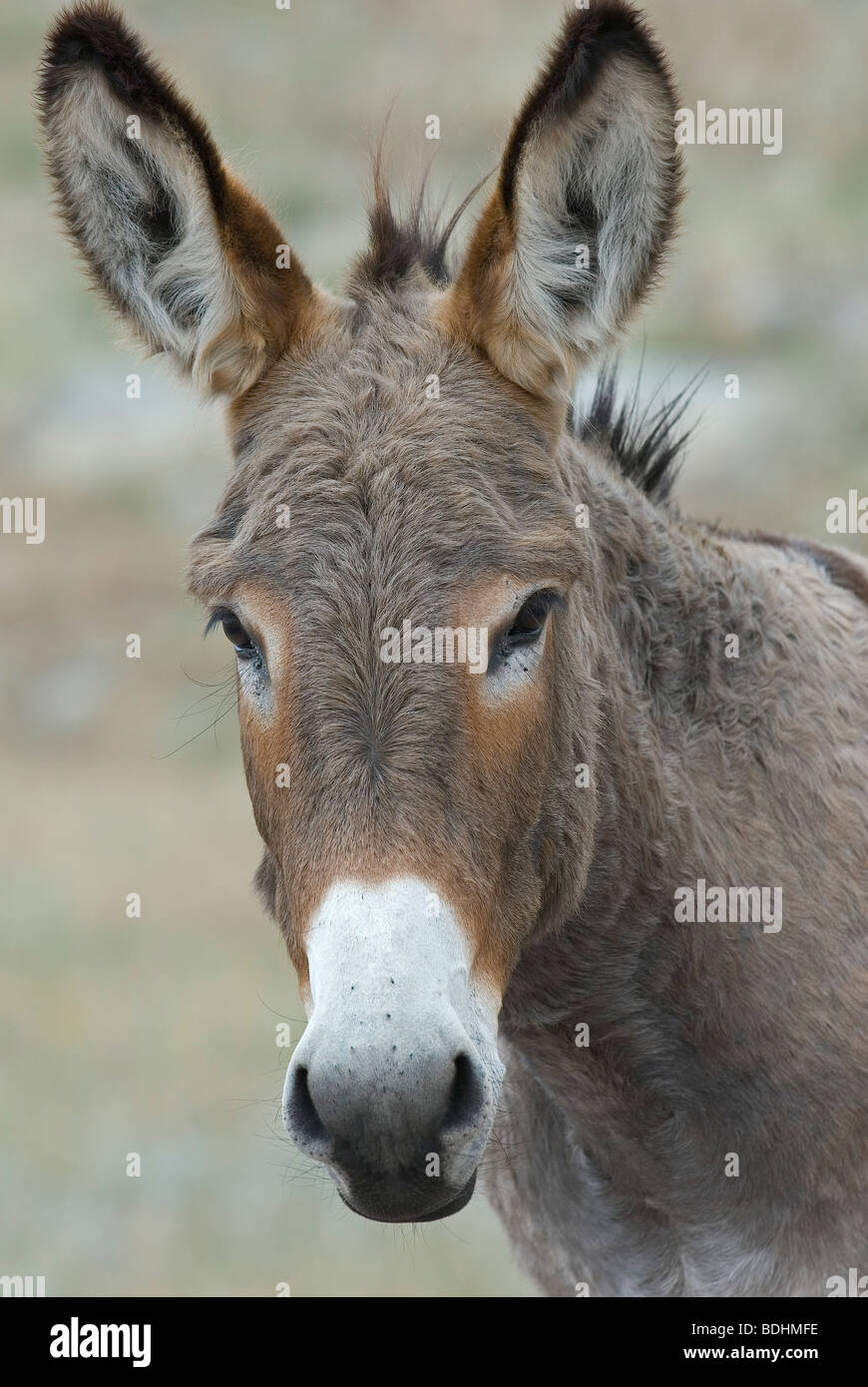 Wild Burro, face detail (Equus asinus) Custer State Park, SD, USA, by ...