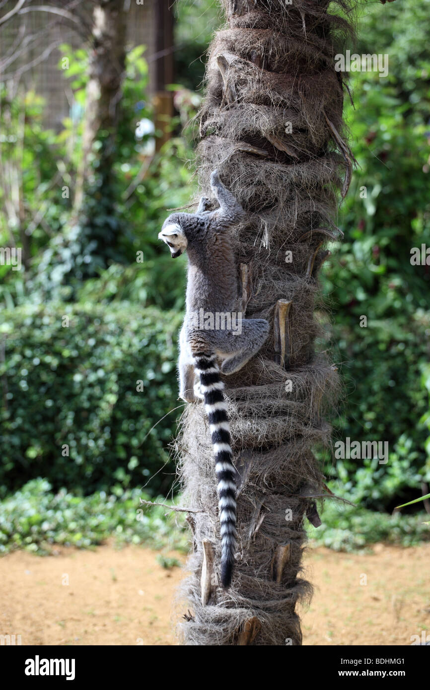 Ring tailed monkeys hi-res stock photography and images - Alamy