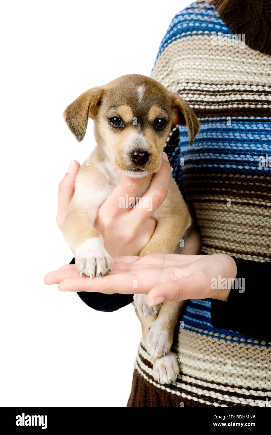 Female hands holding a beautiful and cute puppy Stock Photo - Alamy