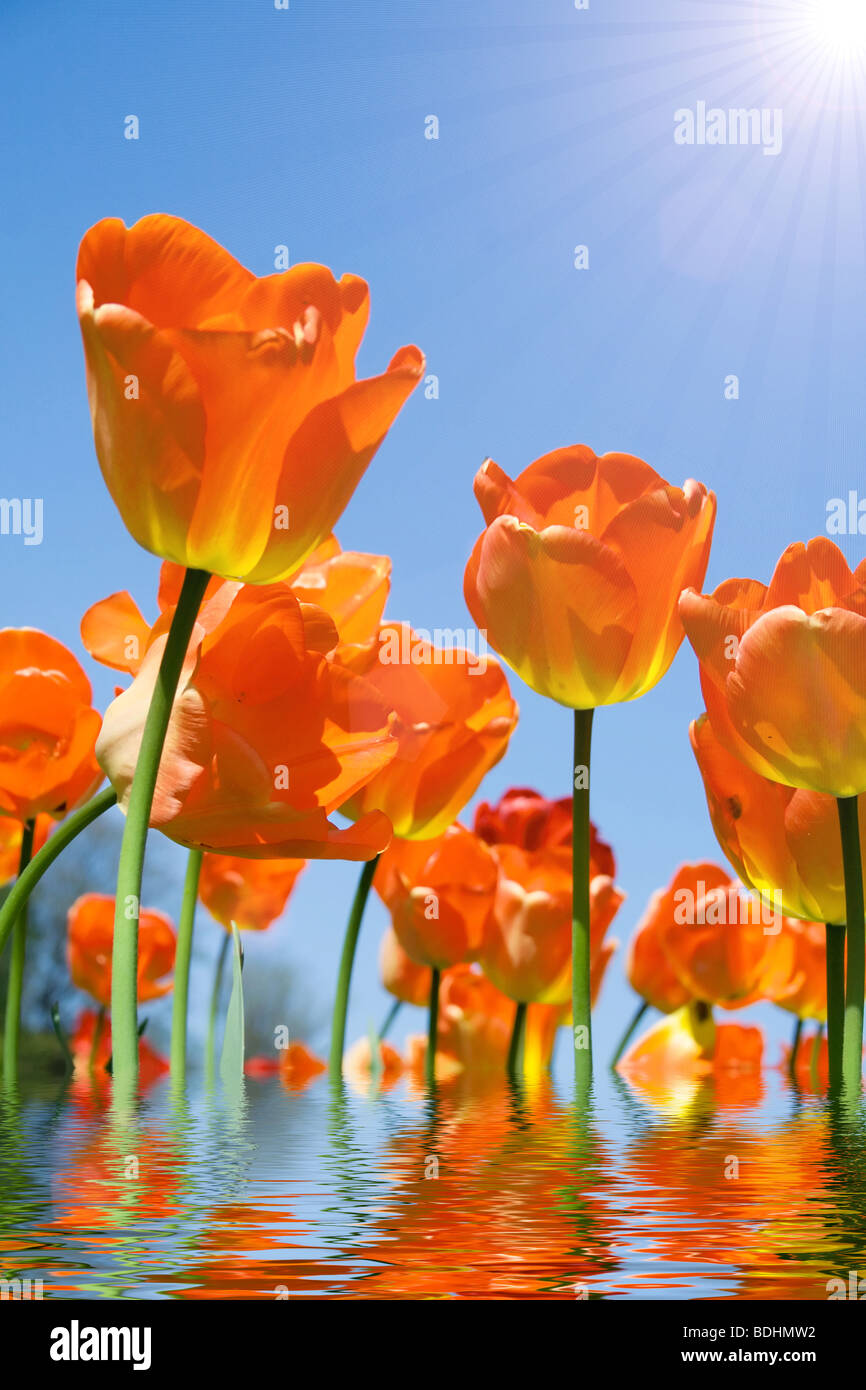 Spring fresh tulips flowers Stock Photo - Alamy