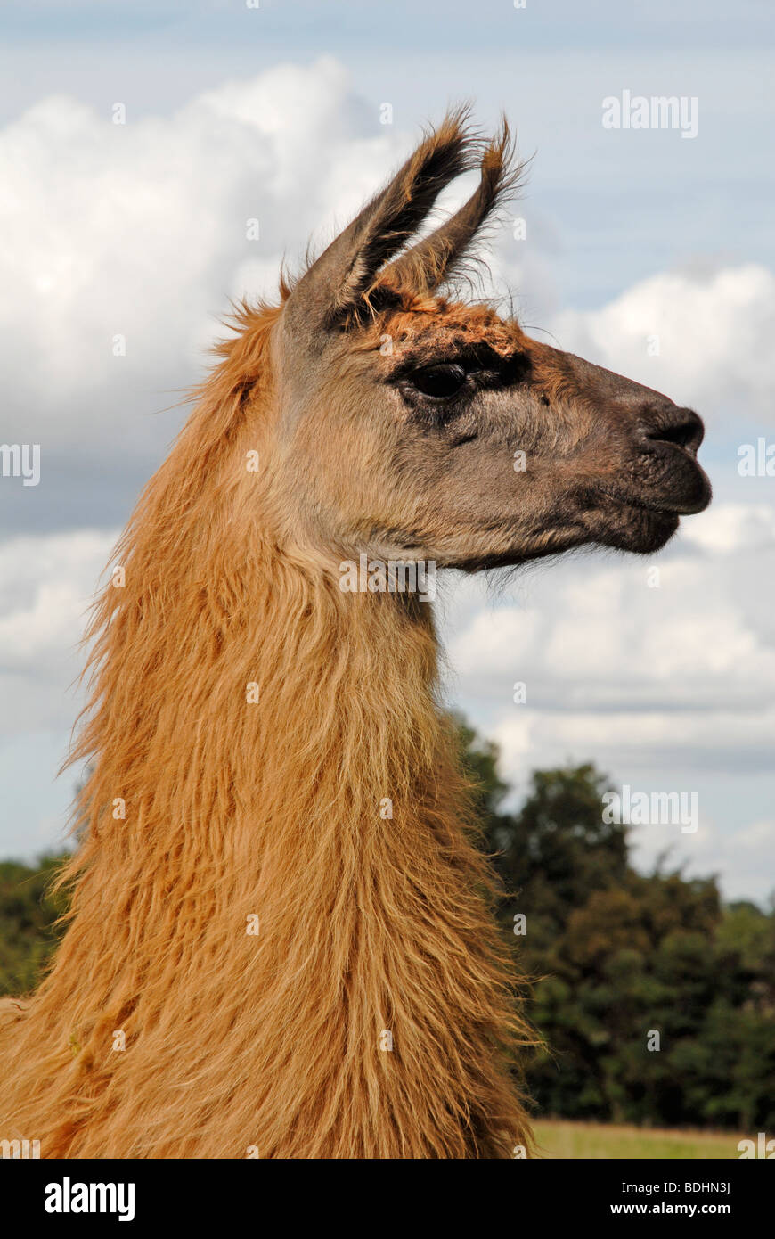 Loddington hi-res stock photography and images - Alamy