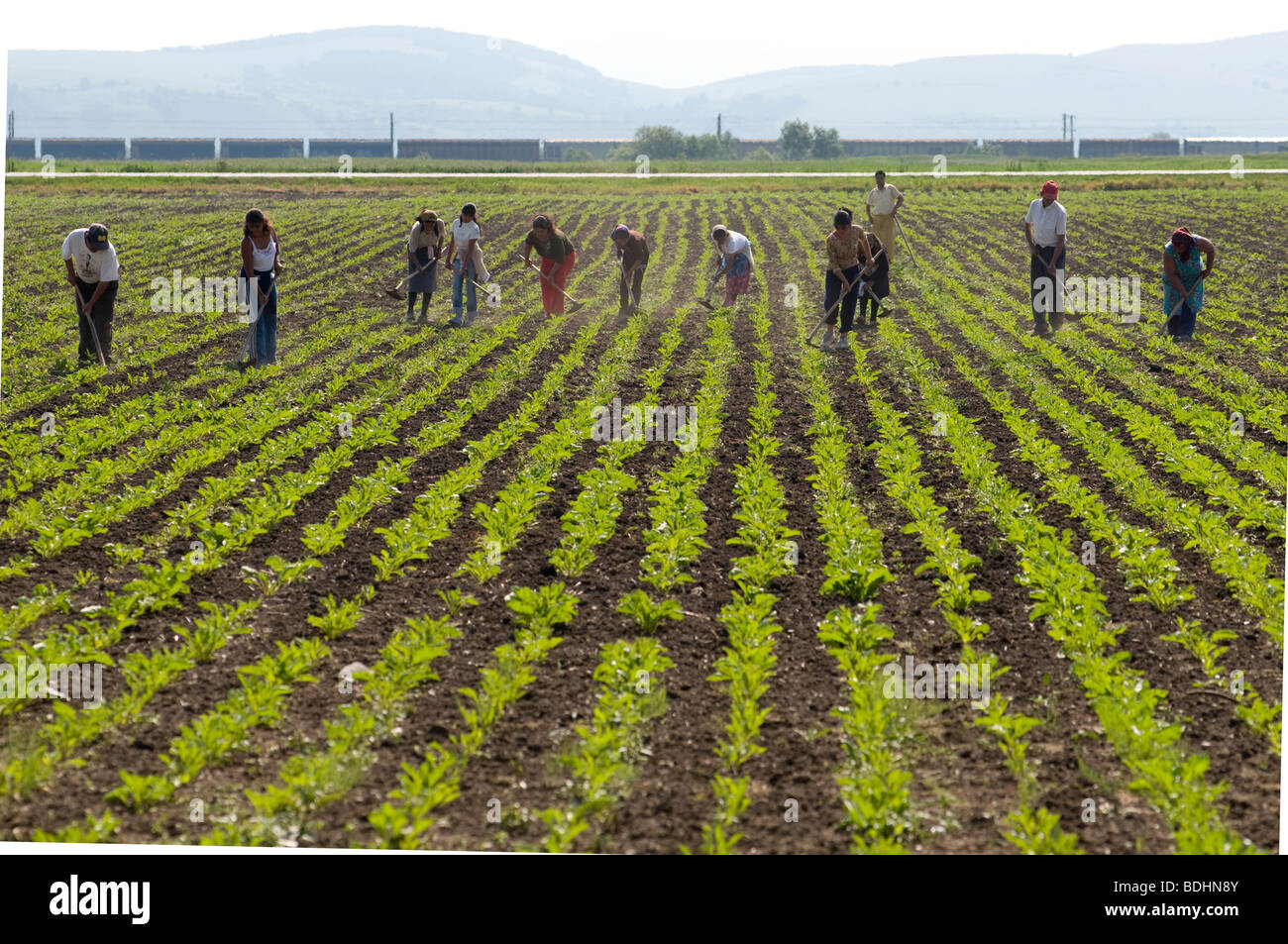 Day labourers working at land north of Bucharest, Romania Stock Photo ...