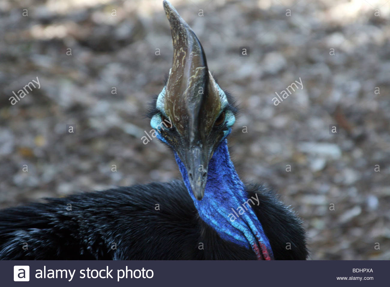 Cassowary Bird Stock Photos & Cassowary Bird Stock Images - Alamy