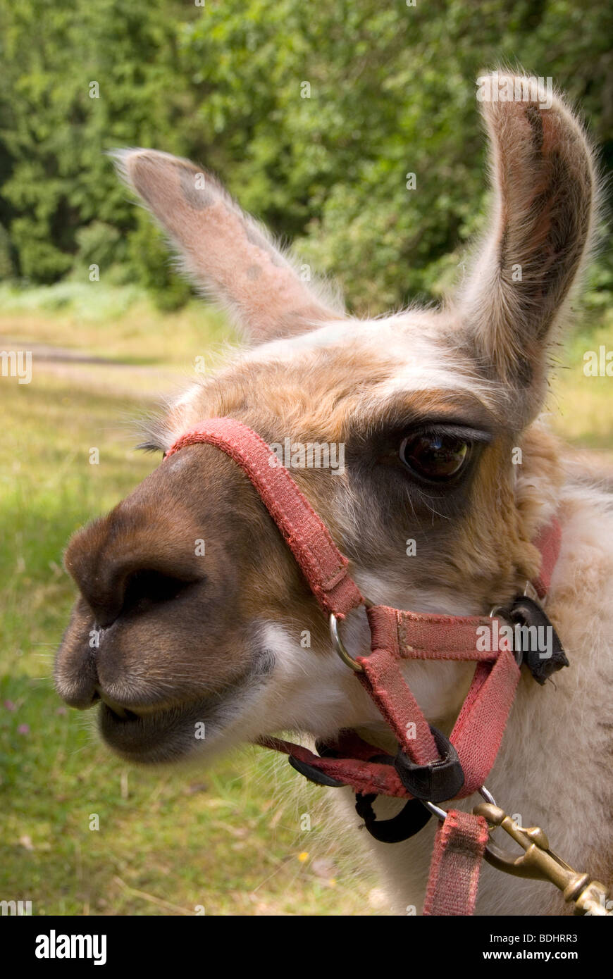 Lama head hi-res stock photography and images - Alamy