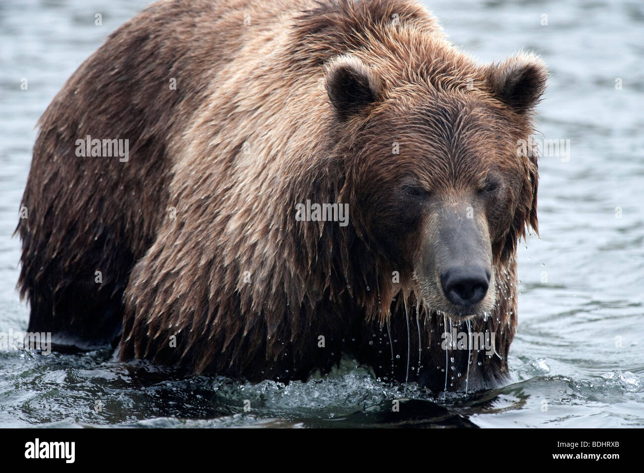 Brown bear in Yuzhno Kamchatsky national nature reserve in Kamchatka in ...