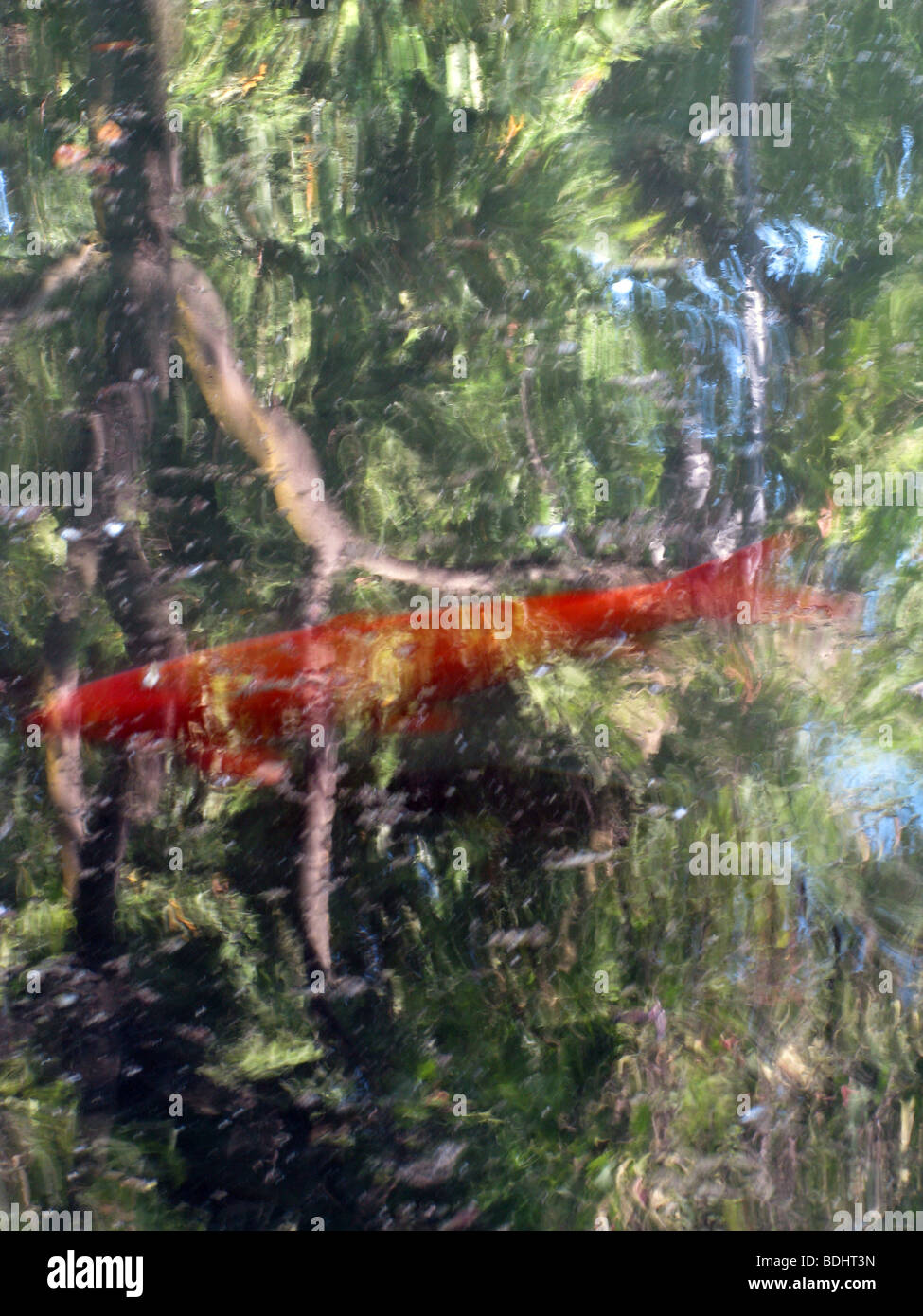 big fish in pond in countryside Stock Photo - Alamy