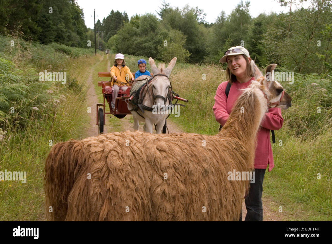 Animal donkey trekking hi-res stock photography and images - Alamy