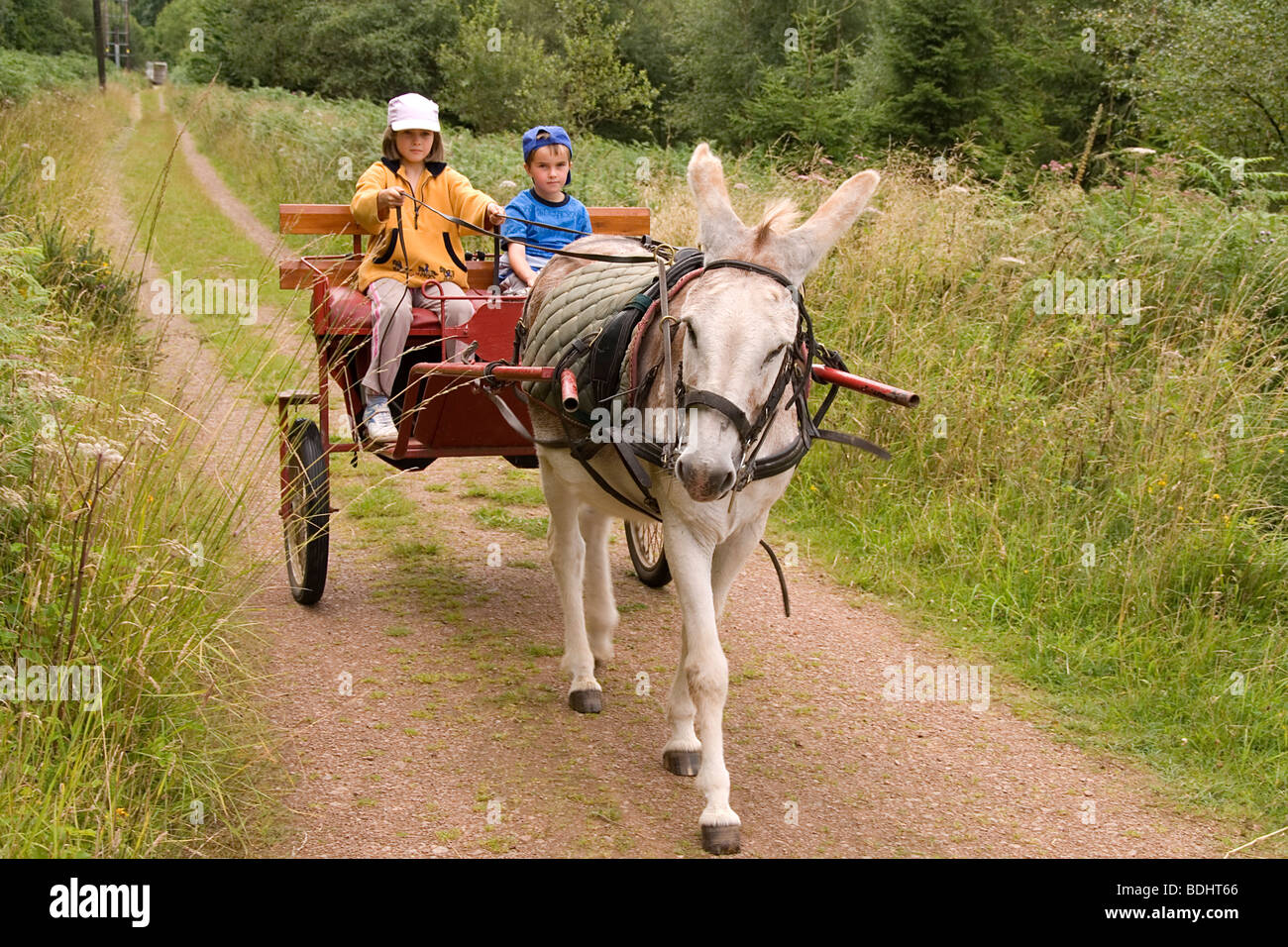 Young Children in a Donkey & Trap Stock Photo - Alamy