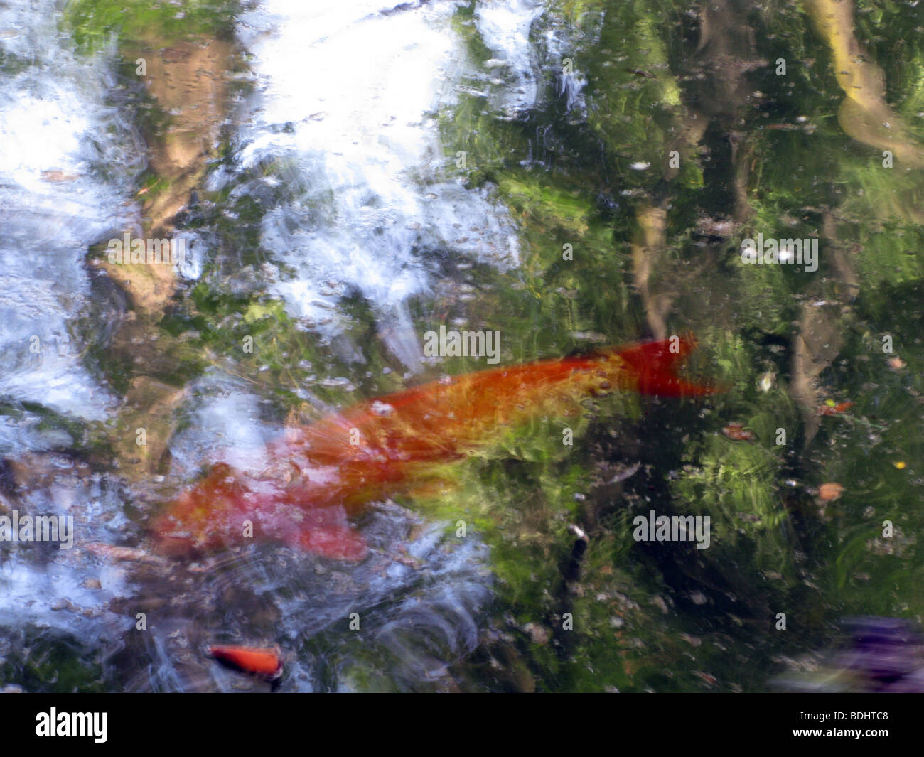 big fish in pond in countryside Stock Photo - Alamy