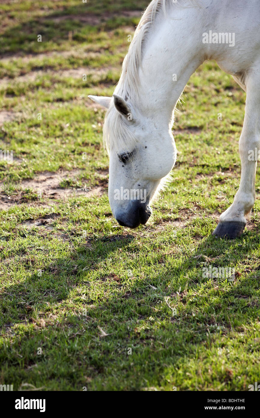 White Camargue horse, Les Stes-Maries de la Mer, Camargue, Languedoc ...