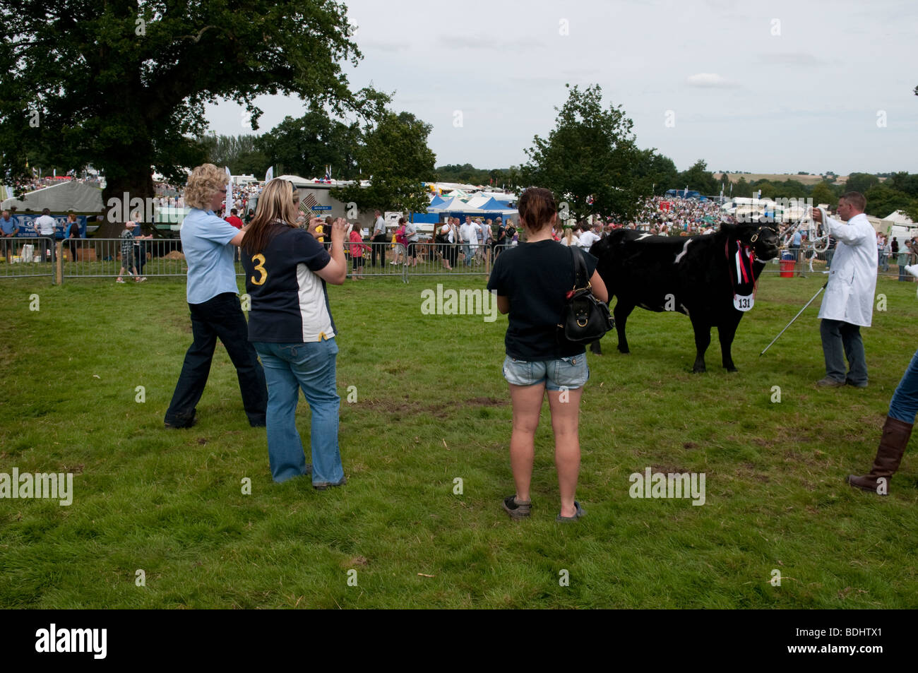 British Blue cow being photographed at Burwarton Show Shropshire Stock ...