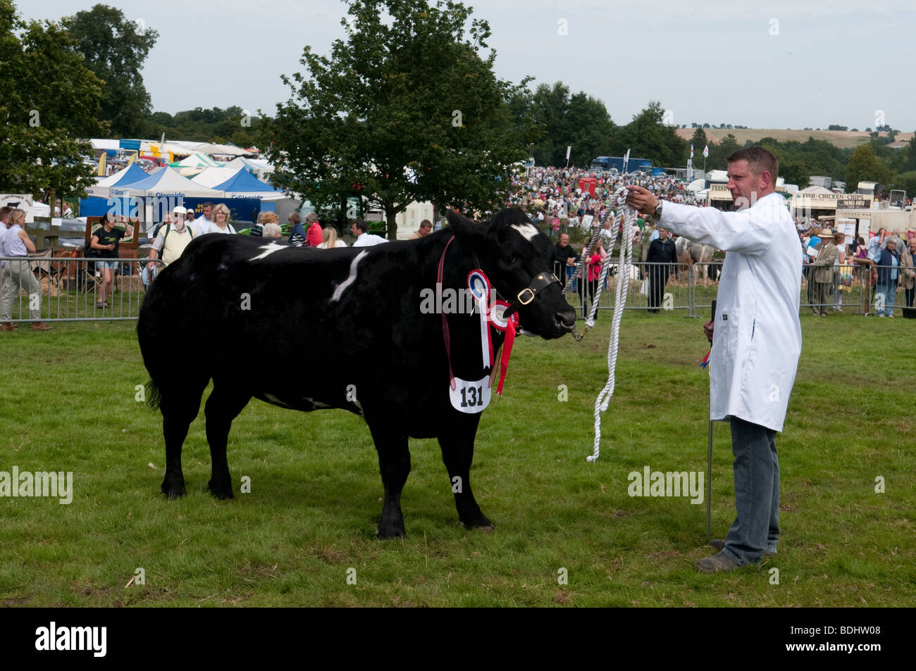 British Blue cow at Burwarton Show Shropshire England Stock Photo - Alamy
