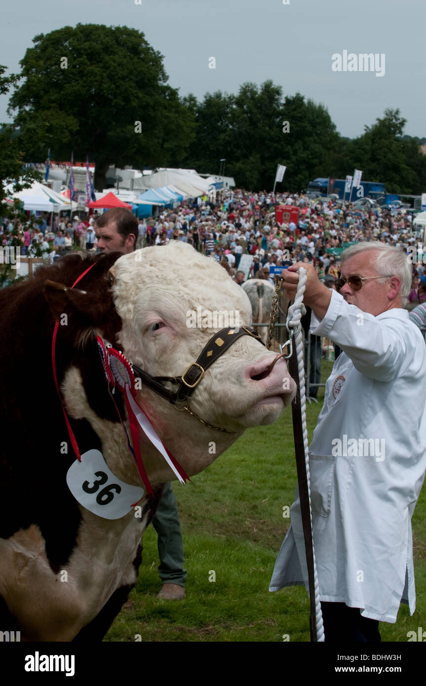 Pedigree Hereford Bull 'Westwood Advancer' at Burwarton Show Shropshire ...