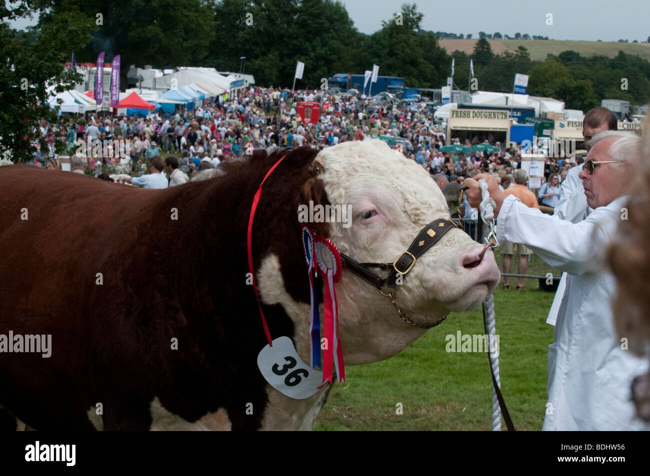 Pedigree Hereford Bull 'Westwood Advancer' at Burwarton Show Shropshire ...