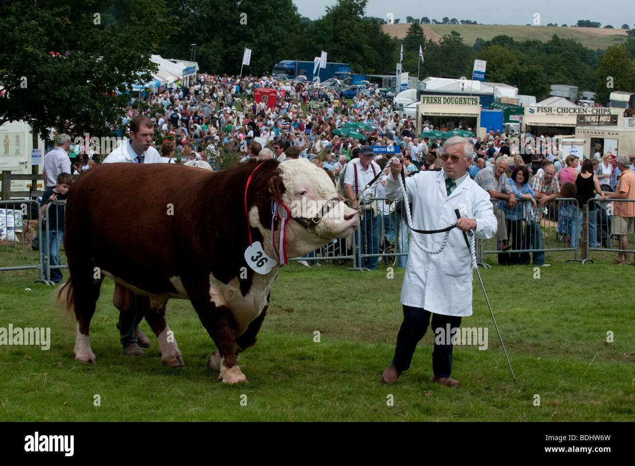 Pedigree Hereford Bull 'Westwood Advancer' at Burwarton Show Shropshire ...