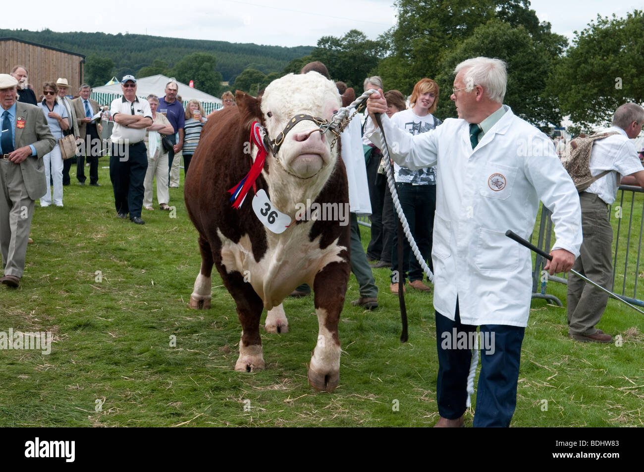 Pedigree Hereford Bull 'Westwood Advancer' at Burwarton Show Shropshire ...
