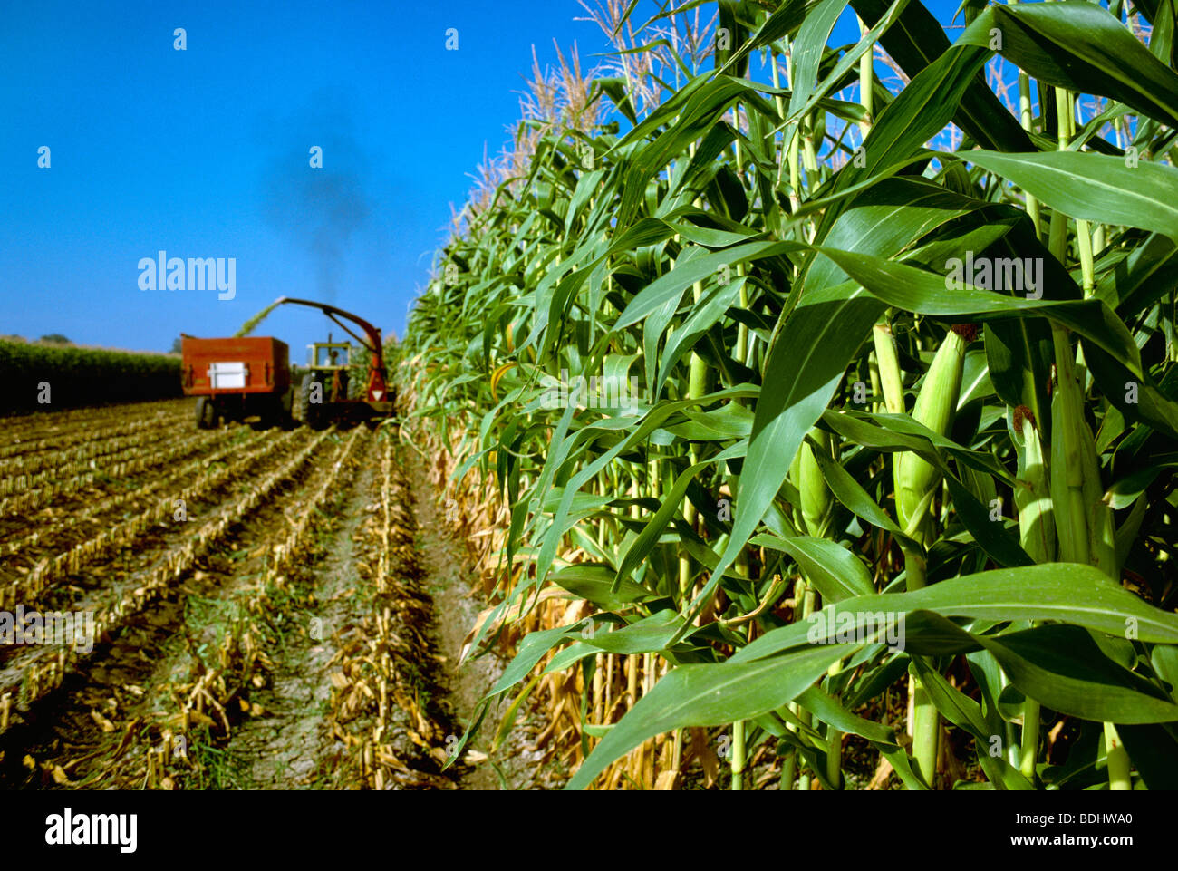 Agriculture - Silage corn being harvested, chopped and loaded into ...