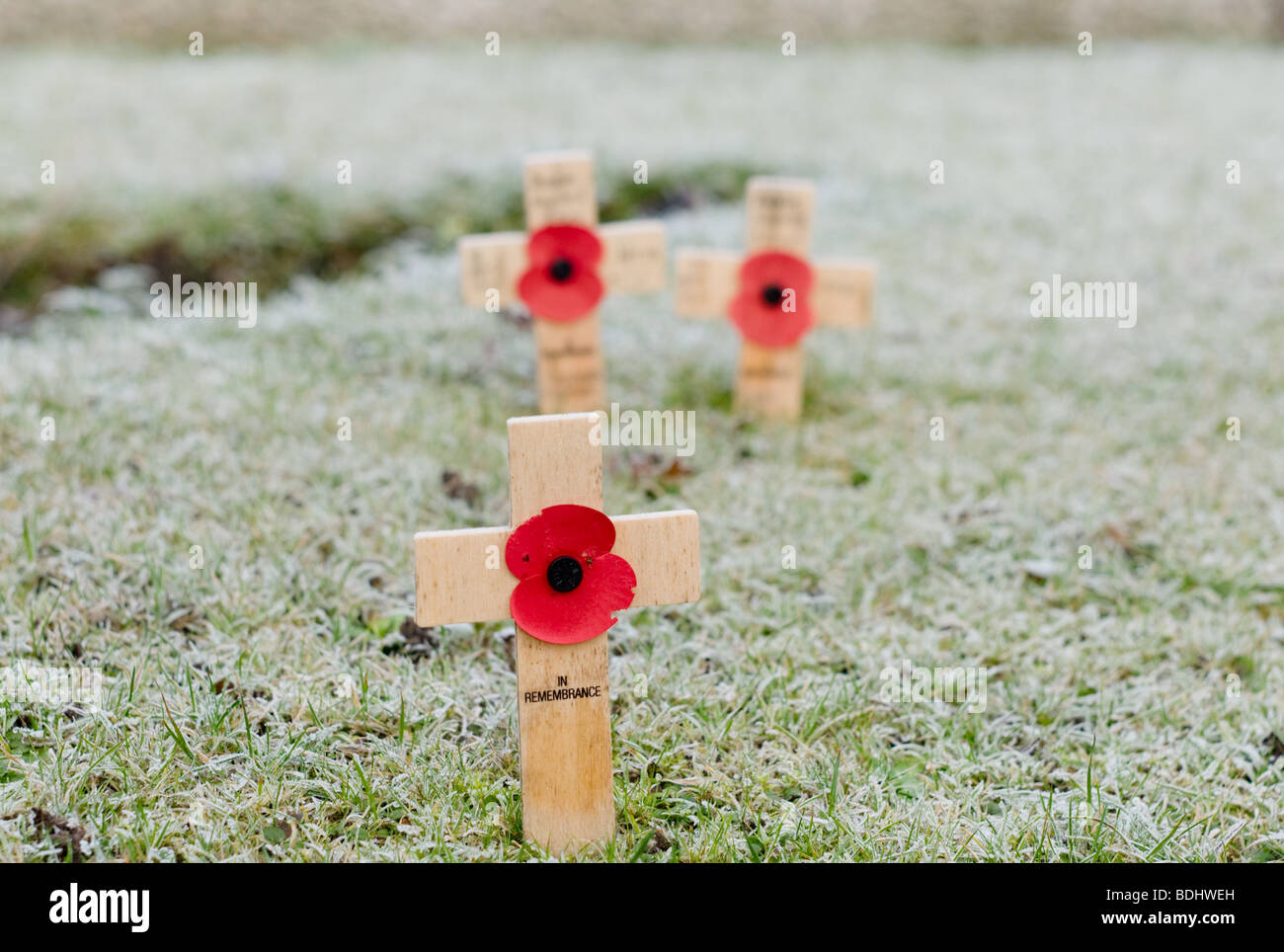 Three poppies commemorating those who died in war Stock Photo - Alamy