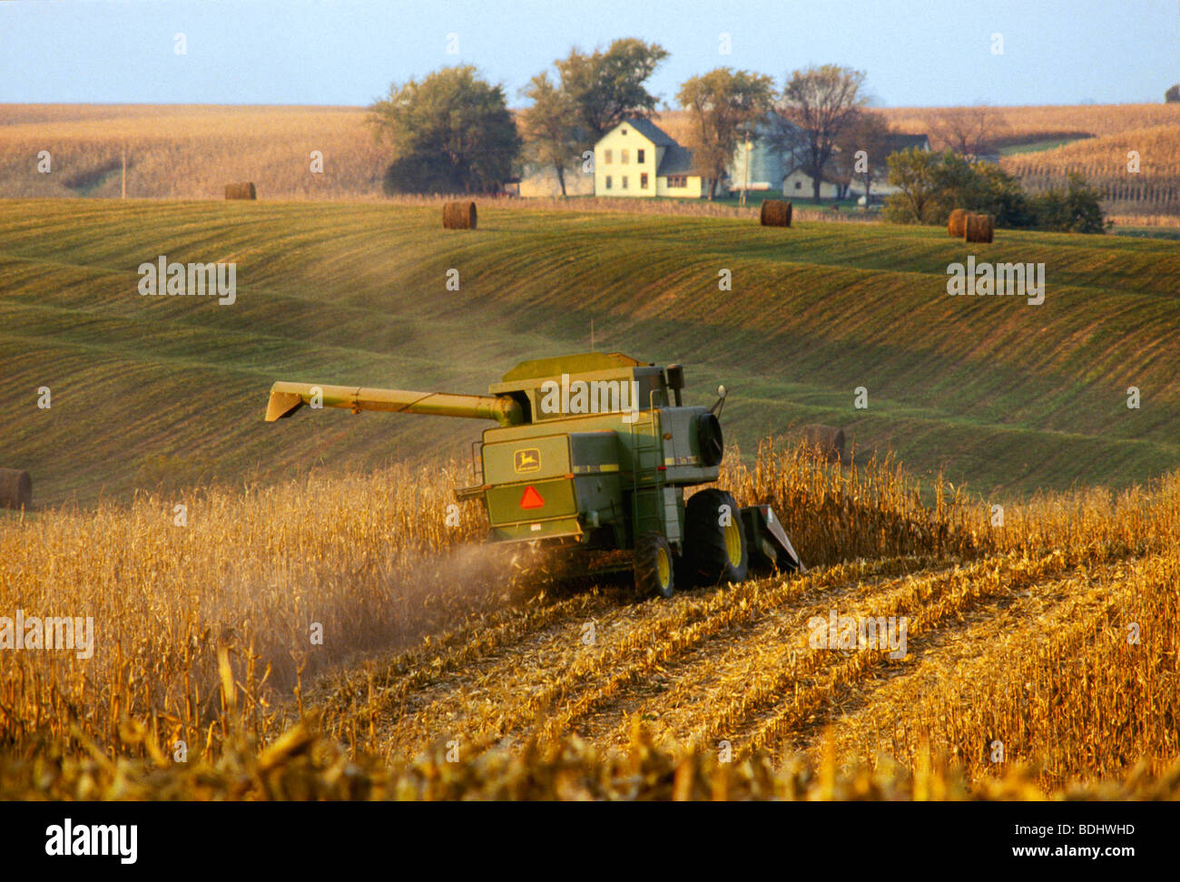 Agriculture - Harvesting grain corn with hay fields in background ...