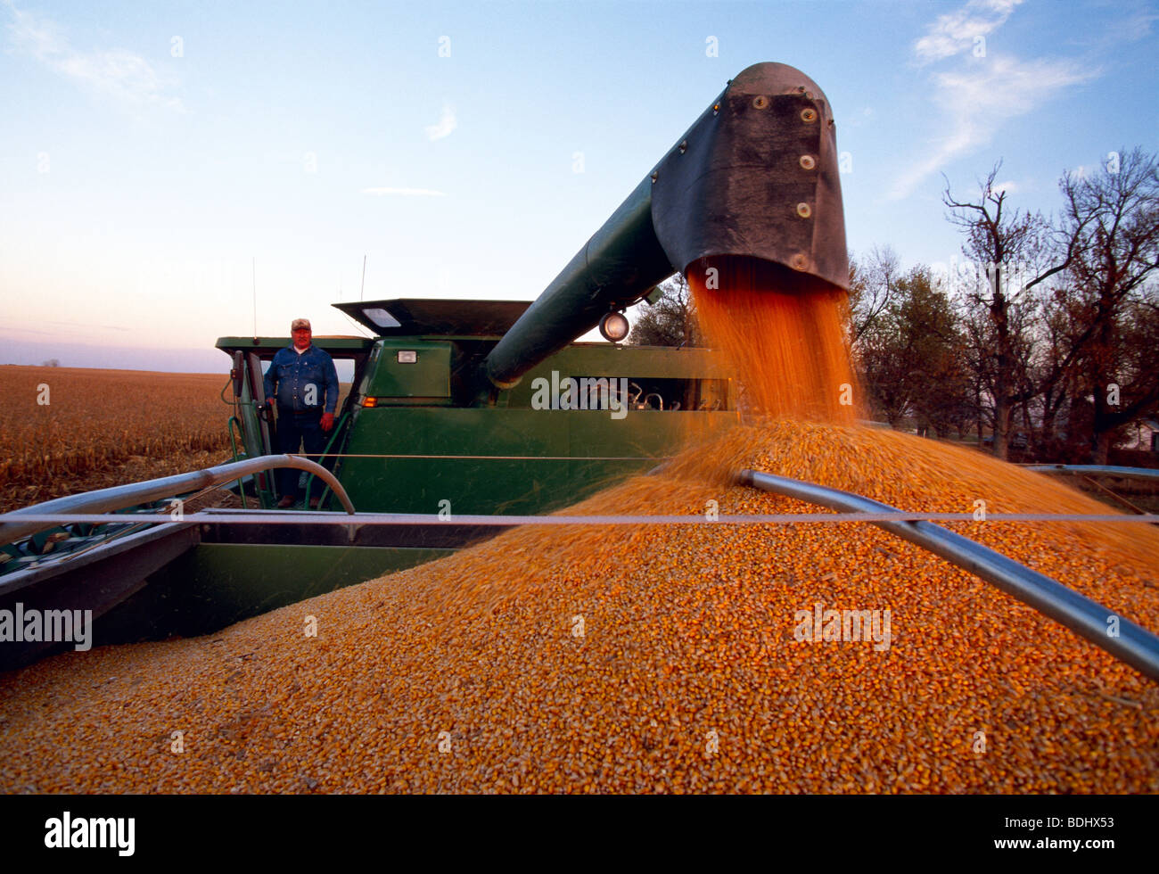 Agriculture - Combine auguring grain corn into a grain truck while ...