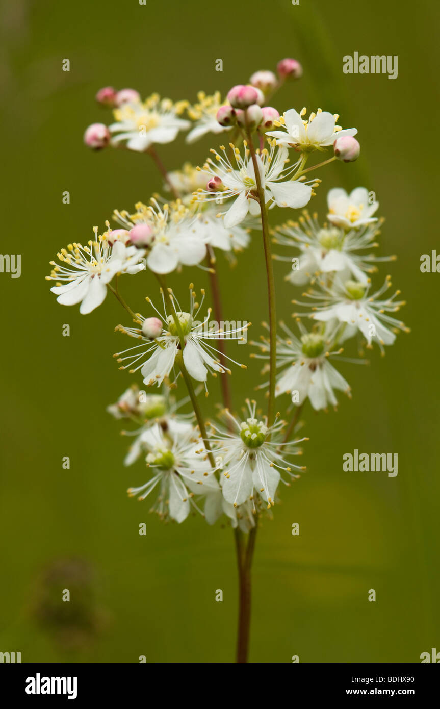 Filipendula vulgaris hi-res stock photography and images - Alamy