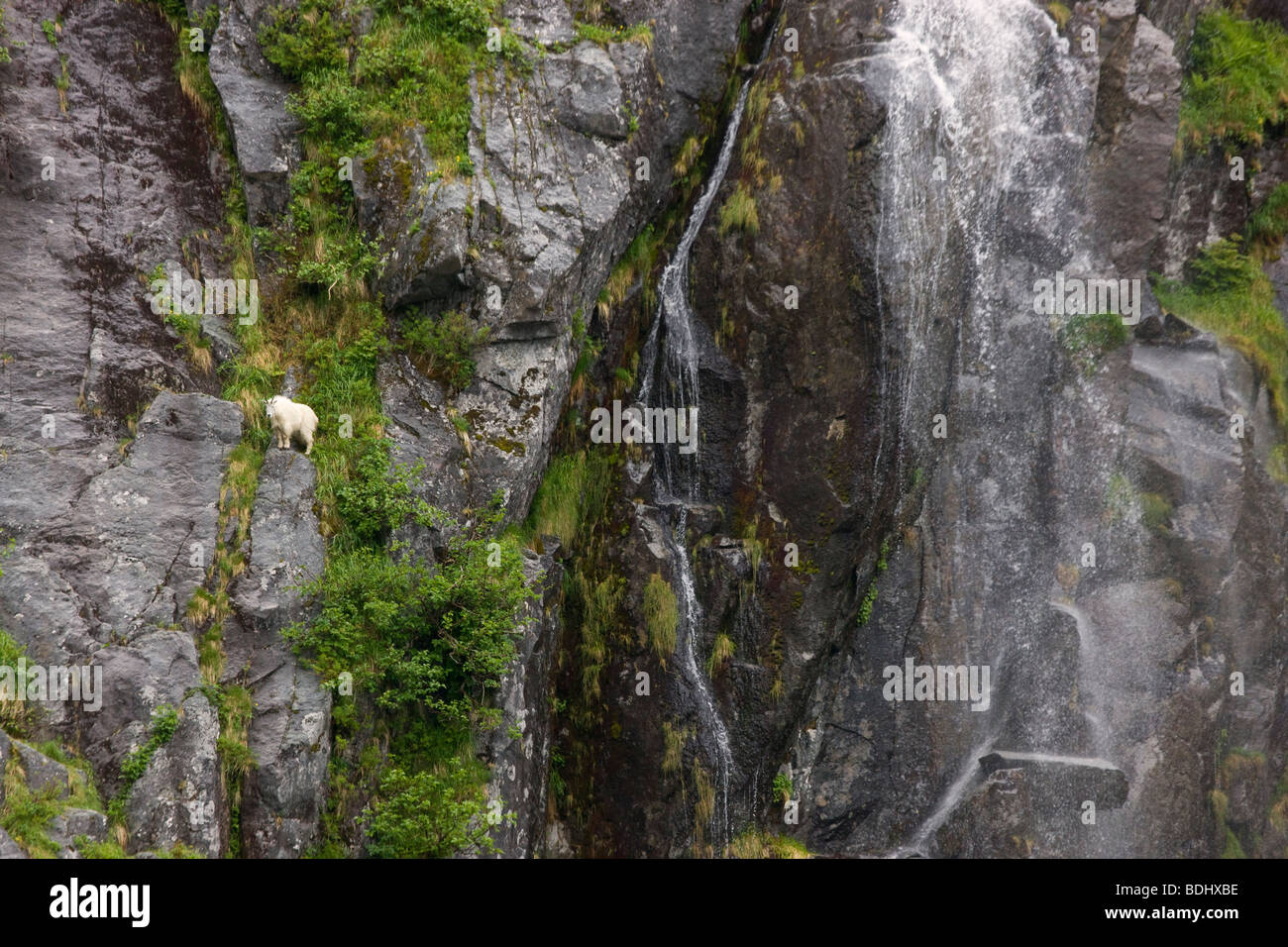 Mountain Goat in Cataract Cove, Harris Bay, Kenai Fjords National Park ...