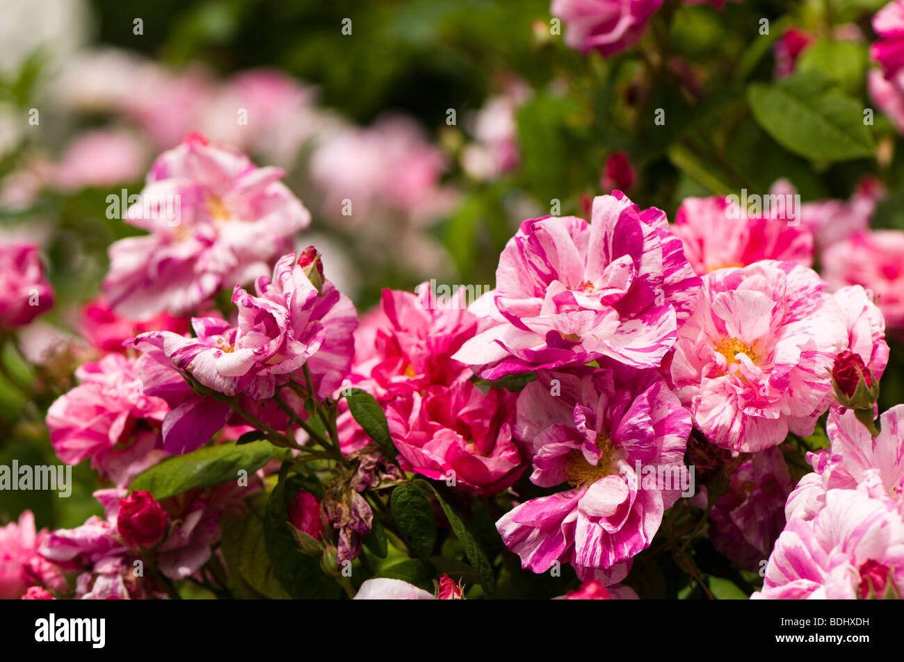 Rosa damascena hi-res stock photography and images - Alamy