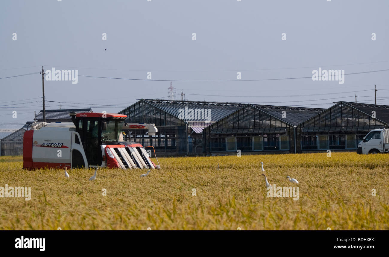 Modern rice harvesting hi-res stock photography and images - Alamy
