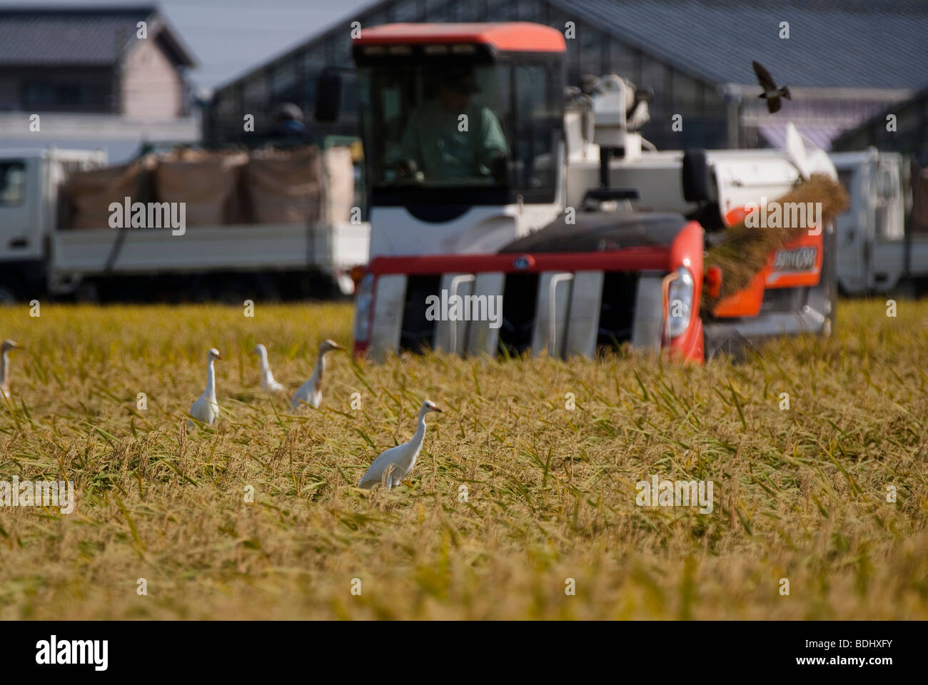 Rice farming japan hi-res stock photography and images - Alamy