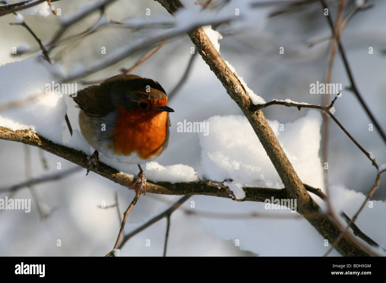 Robin winter scene hi-res stock photography and images - Alamy