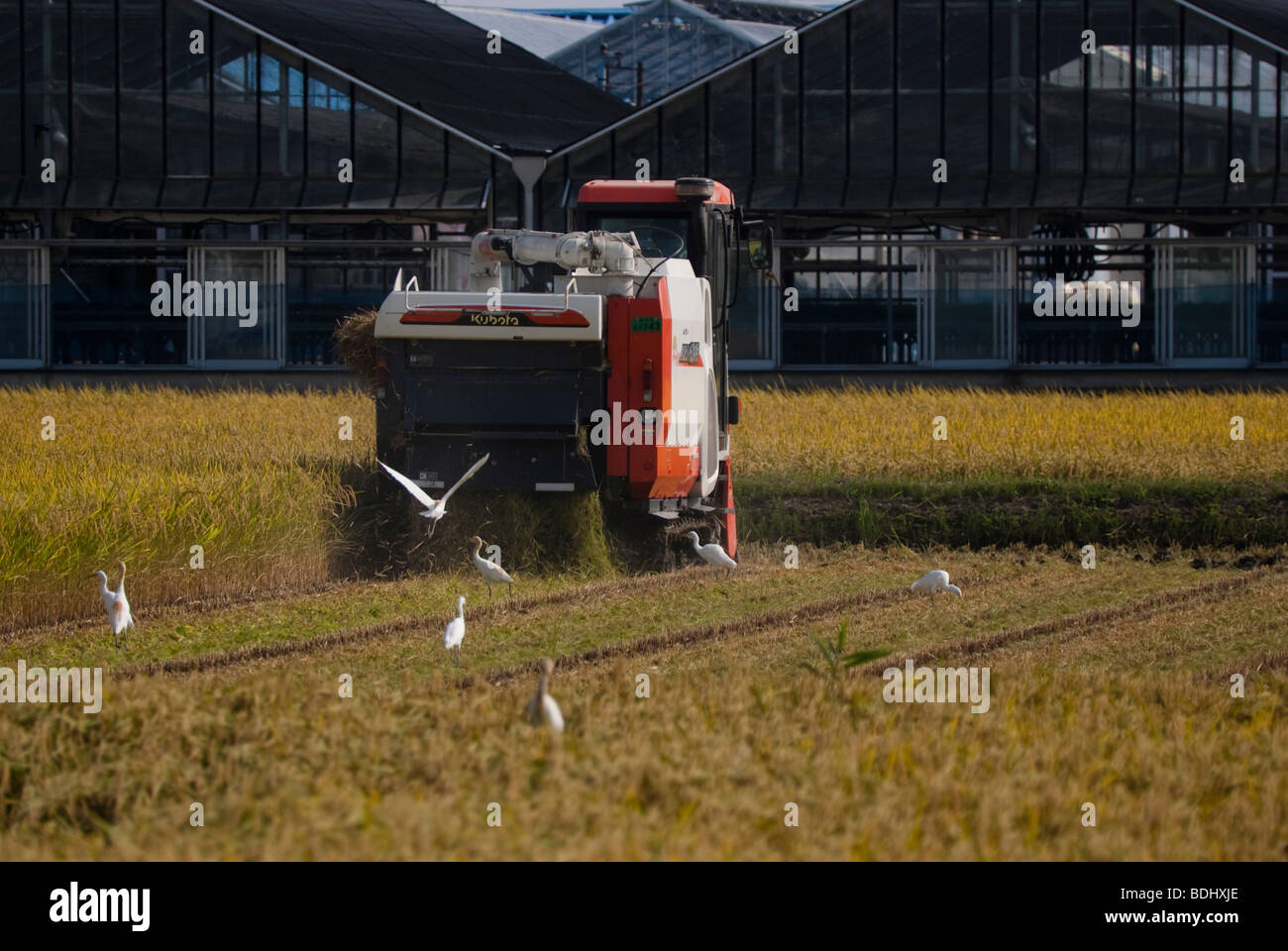 Egrets look for frogs and other small animals to feed on as a rice ...