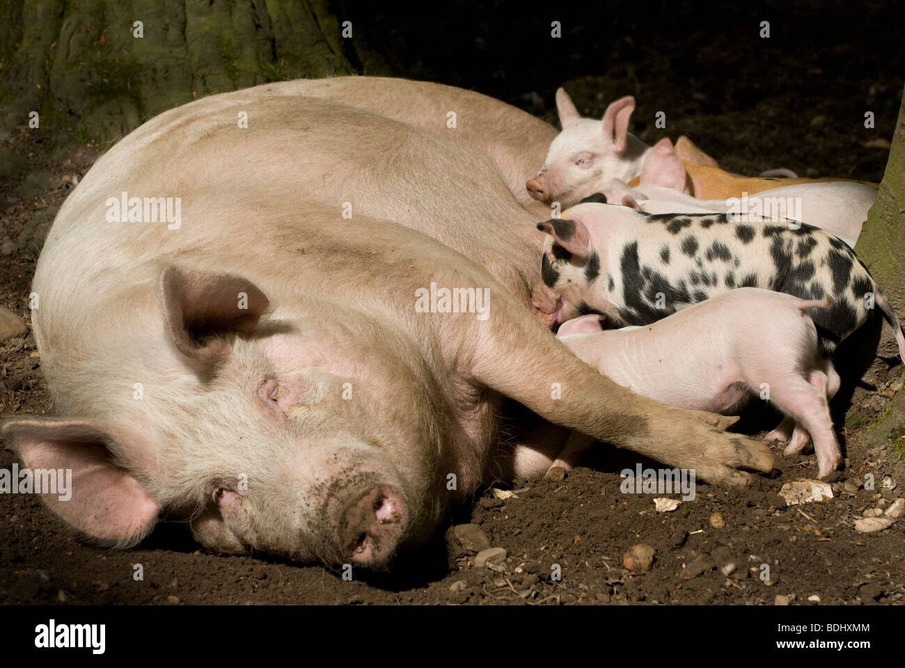 sow with baby piglets feeding Stock Photo - Alamy