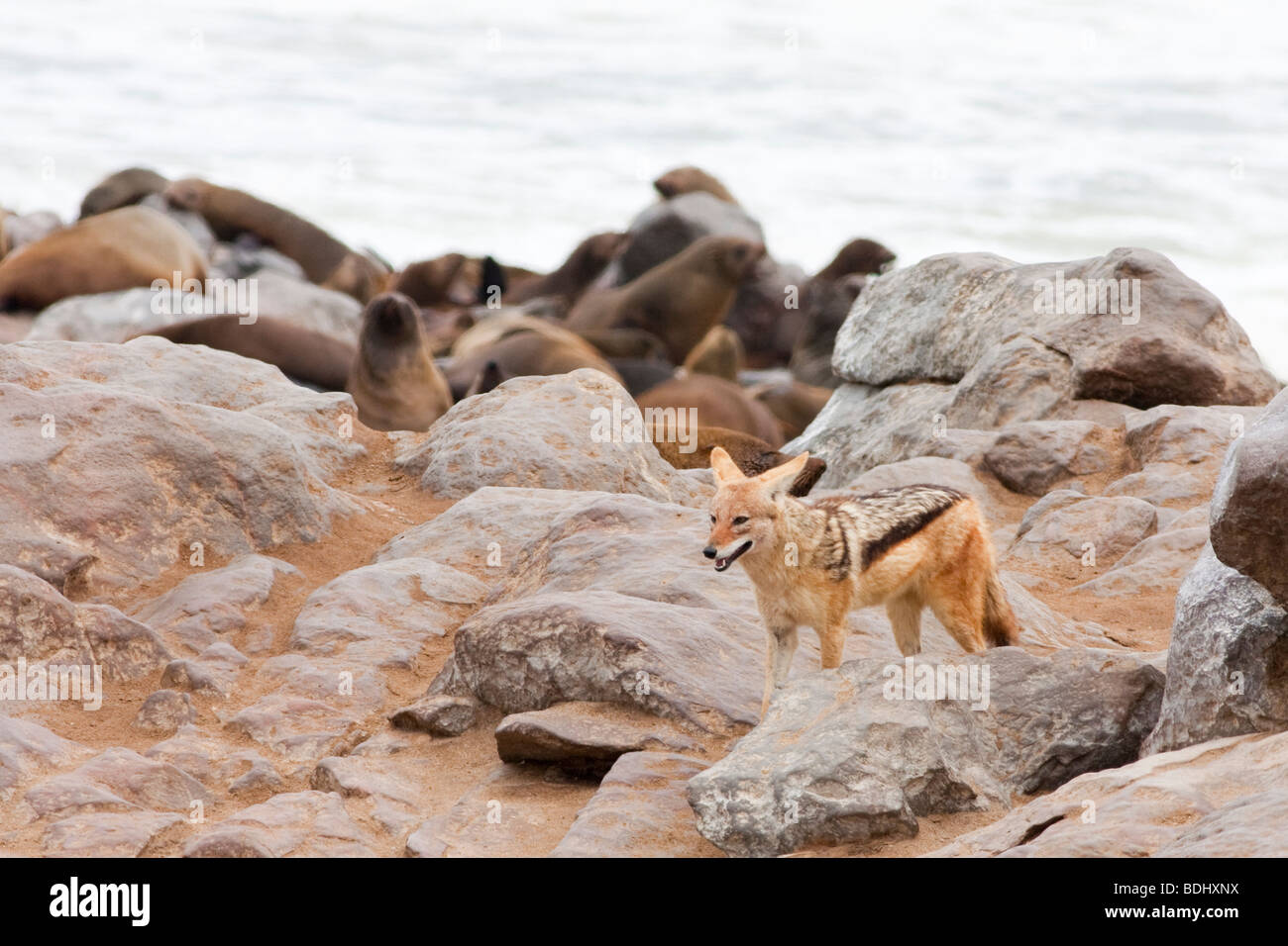 Cape fur seal, (Arctocephalus pusillus) and Black-backed jackal (Canis ...