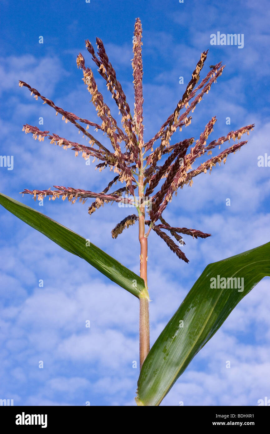 Corn stalk hi-res stock photography and images - Alamy