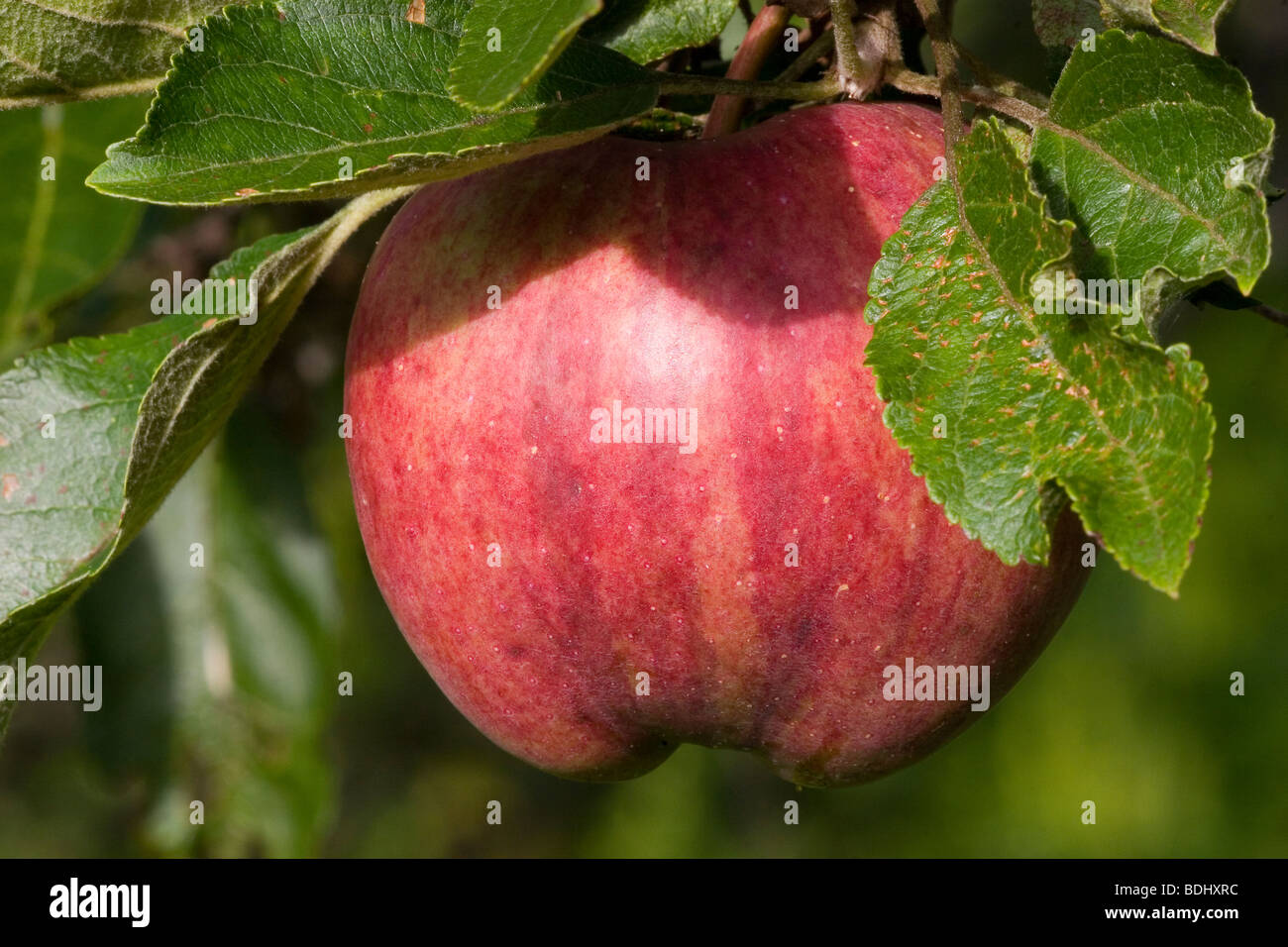 Upclose hi-res stock photography and images - Alamy