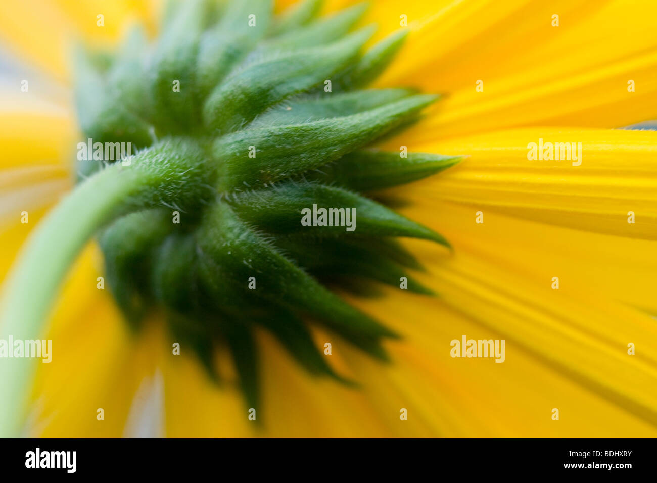 Sunflower from behind, bright colors Stock Photo - Alamy