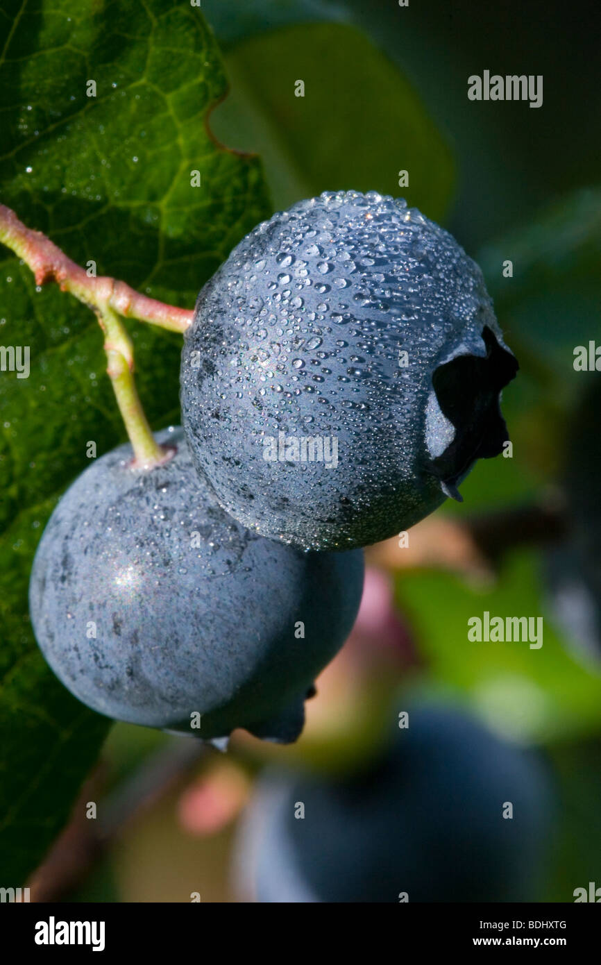 Dew covered fruit hi-res stock photography and images - Alamy