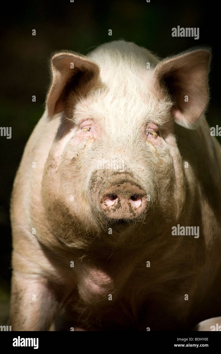 Fat pig hi-res stock photography and images - Alamy