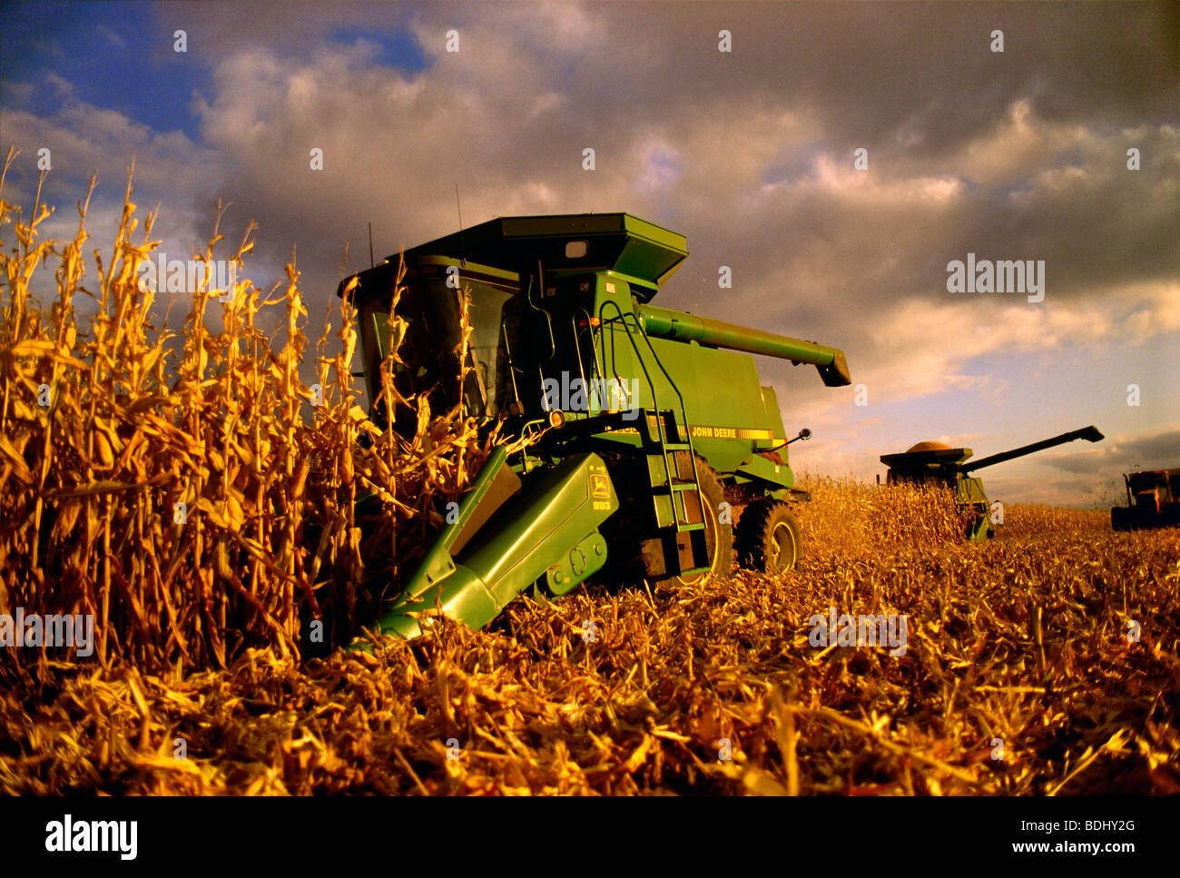 Agriculture - Combines harvest grain corn during an Autumn sunset ...