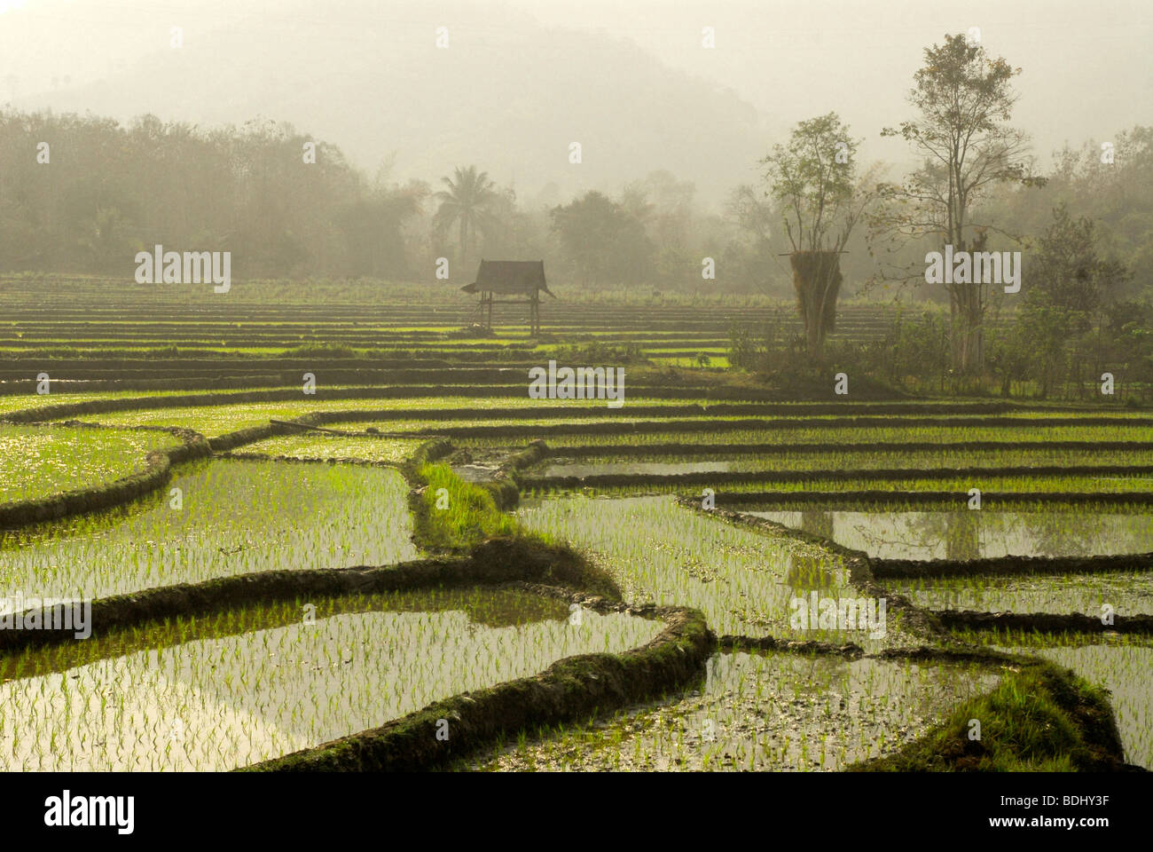 Tiered farming hi-res stock photography and images - Alamy