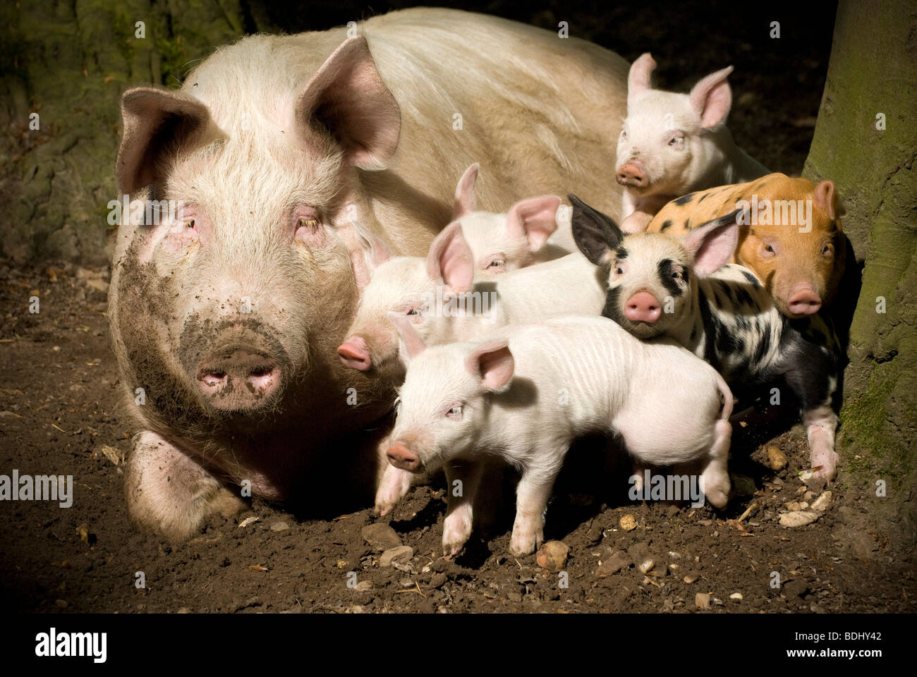 Orange pig with black spots black piglet with pink spots hi-res stock ...